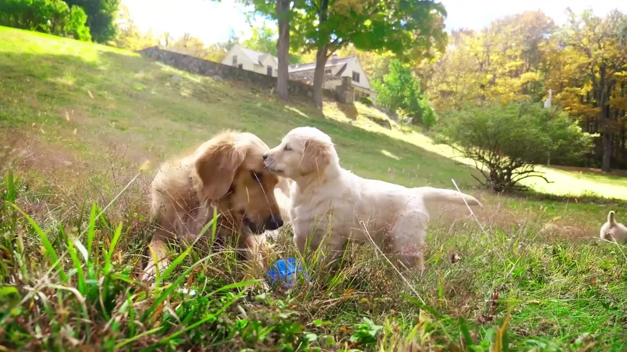 AKC TV Puppies 24/7 Ao Vivo Online Grátis | Futemax Ao Vivo